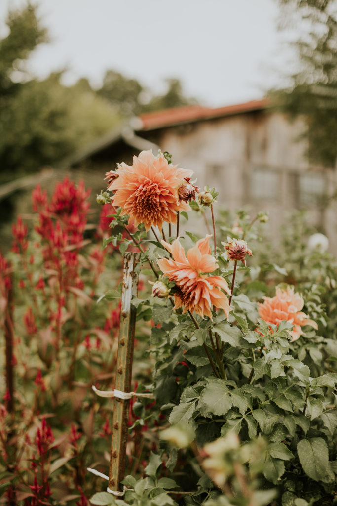 Our High Point Farms gardens - The Barn at High Point Farms